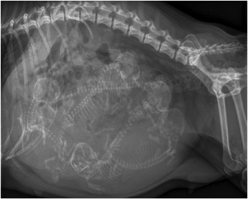 Breeding Services - New Haven Veterinary Hospital